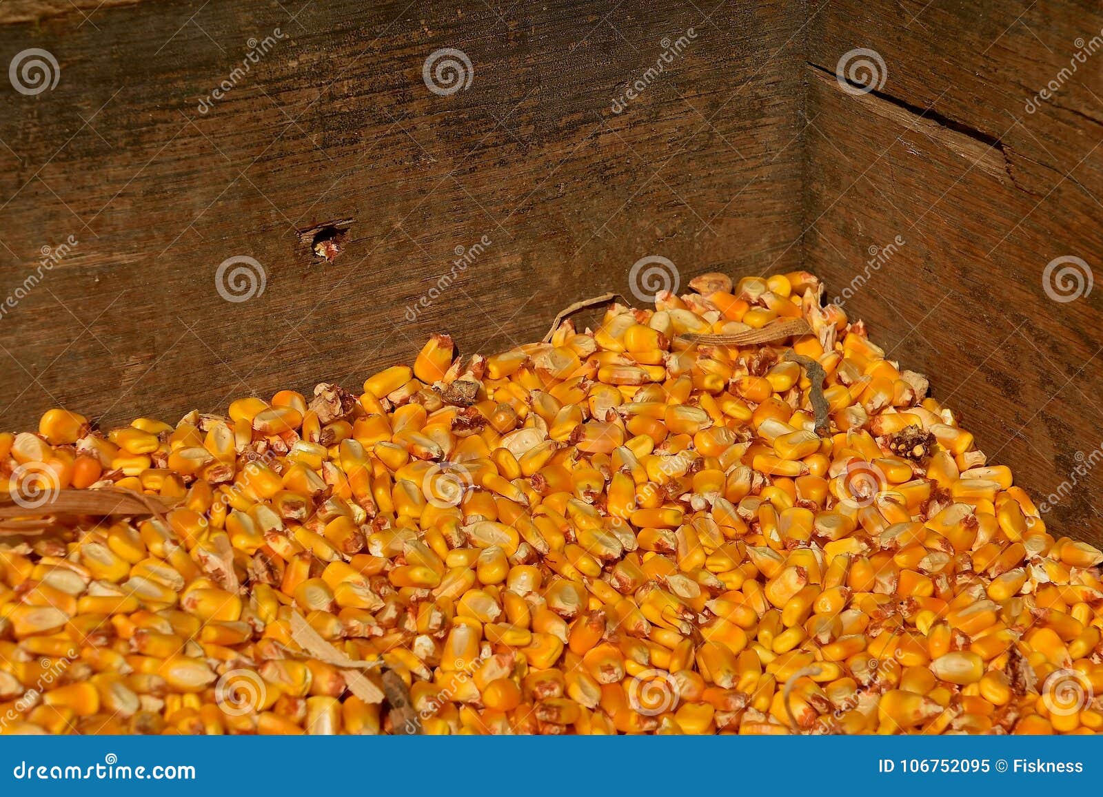 A biin of shelled corn stock image. Image of kernel - 106752095