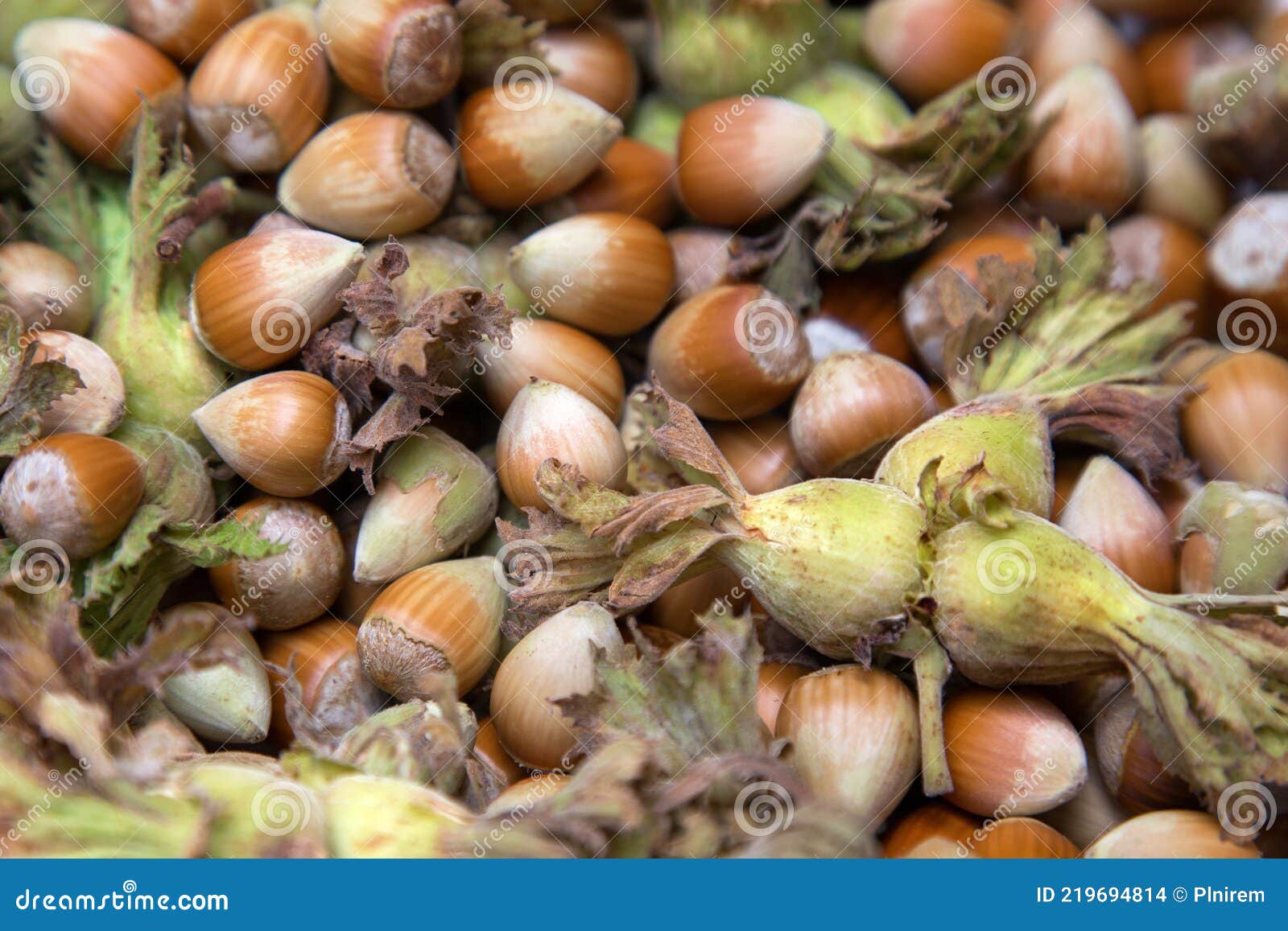 Hazelnut Texture Royalty-Free Stock Photo | CartoonDealer.com #11479299