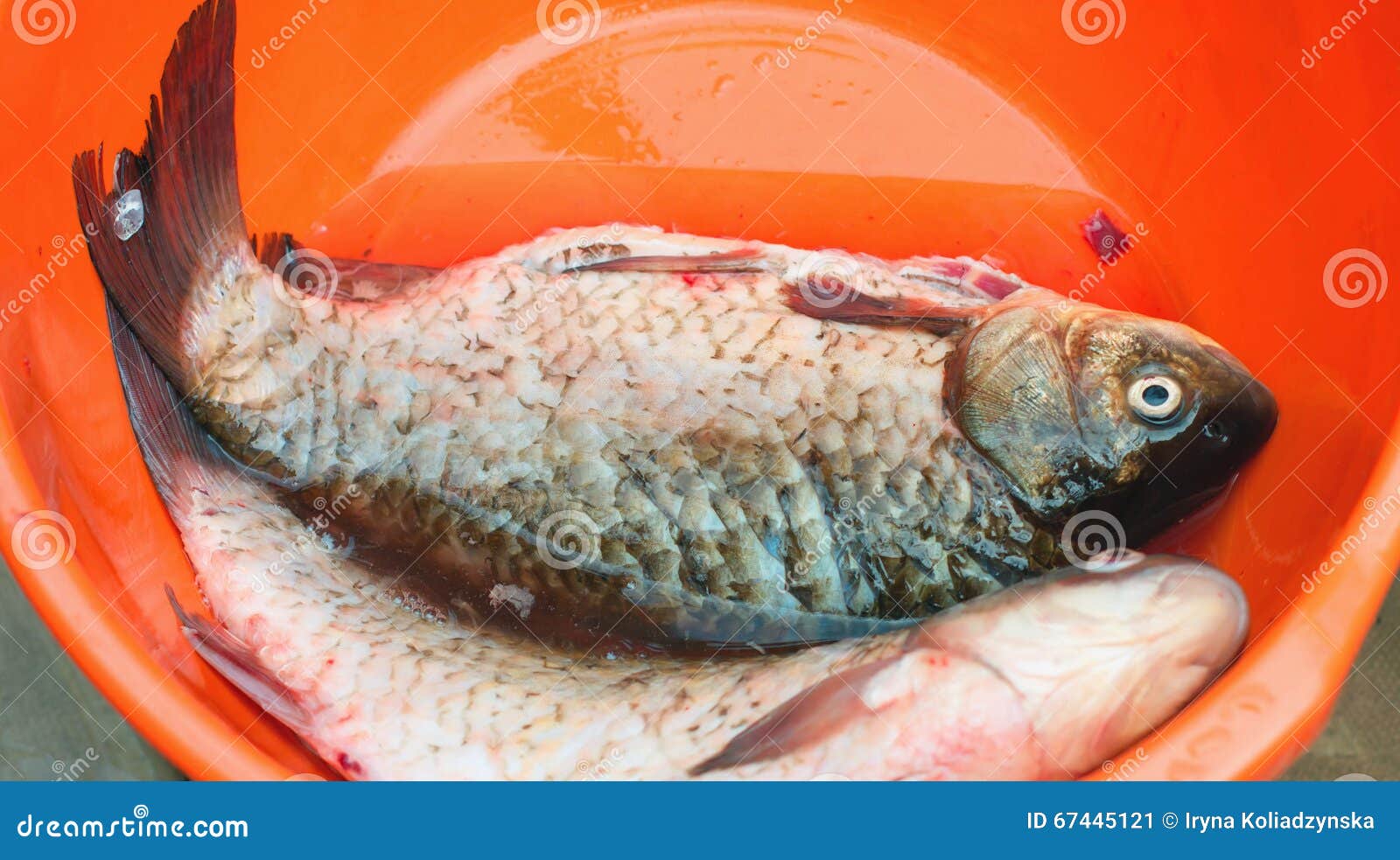 Shelled Raw Fish in the Toe Stock Image - Image of cooking, moronidae ...