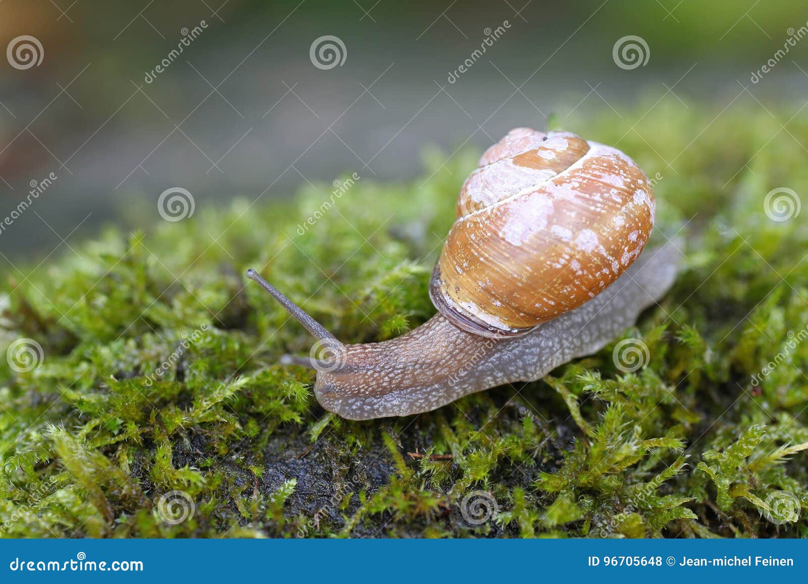 Shelled snail stock photo. Image of escargot, macro, animal - 96705648