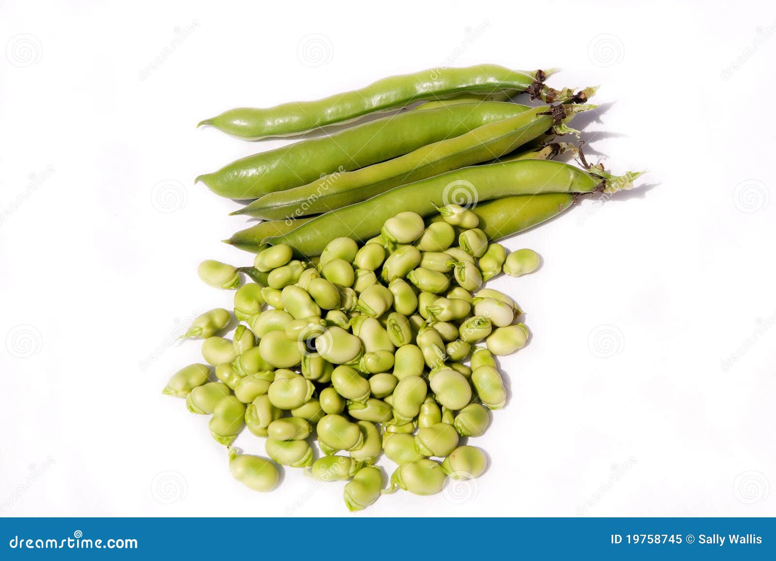Shelled & Unshelled Broad-Beans Stock Image - Image of vegan, vegetable ...