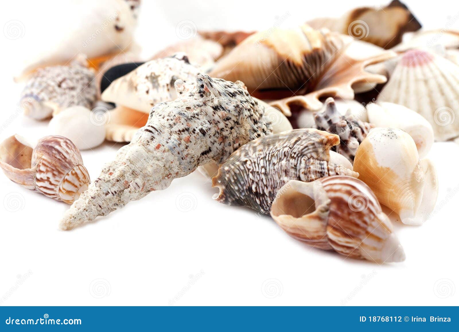 Shelles foto de archivo. Imagen de mejillones, objeto - 18768112
