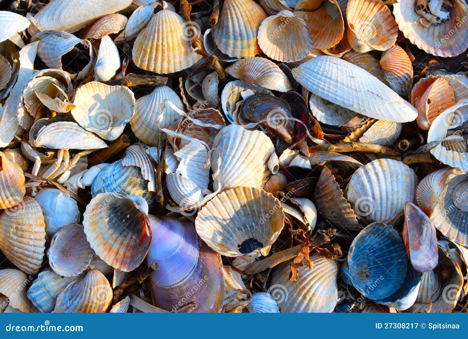 Shelles imagen de archivo. Imagen de inmoralidad, grande - 27308217