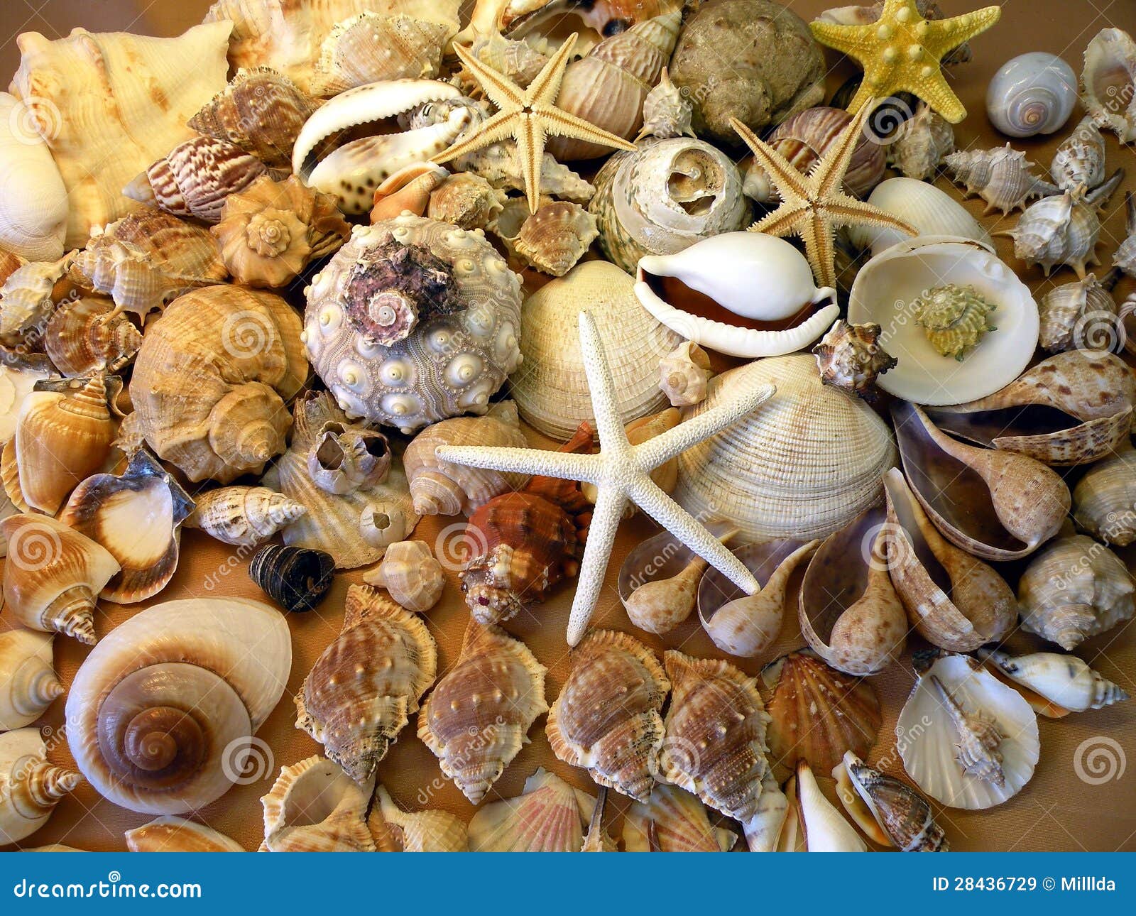 Shelles imagen de archivo. Imagen de travieso, forma - 28436729