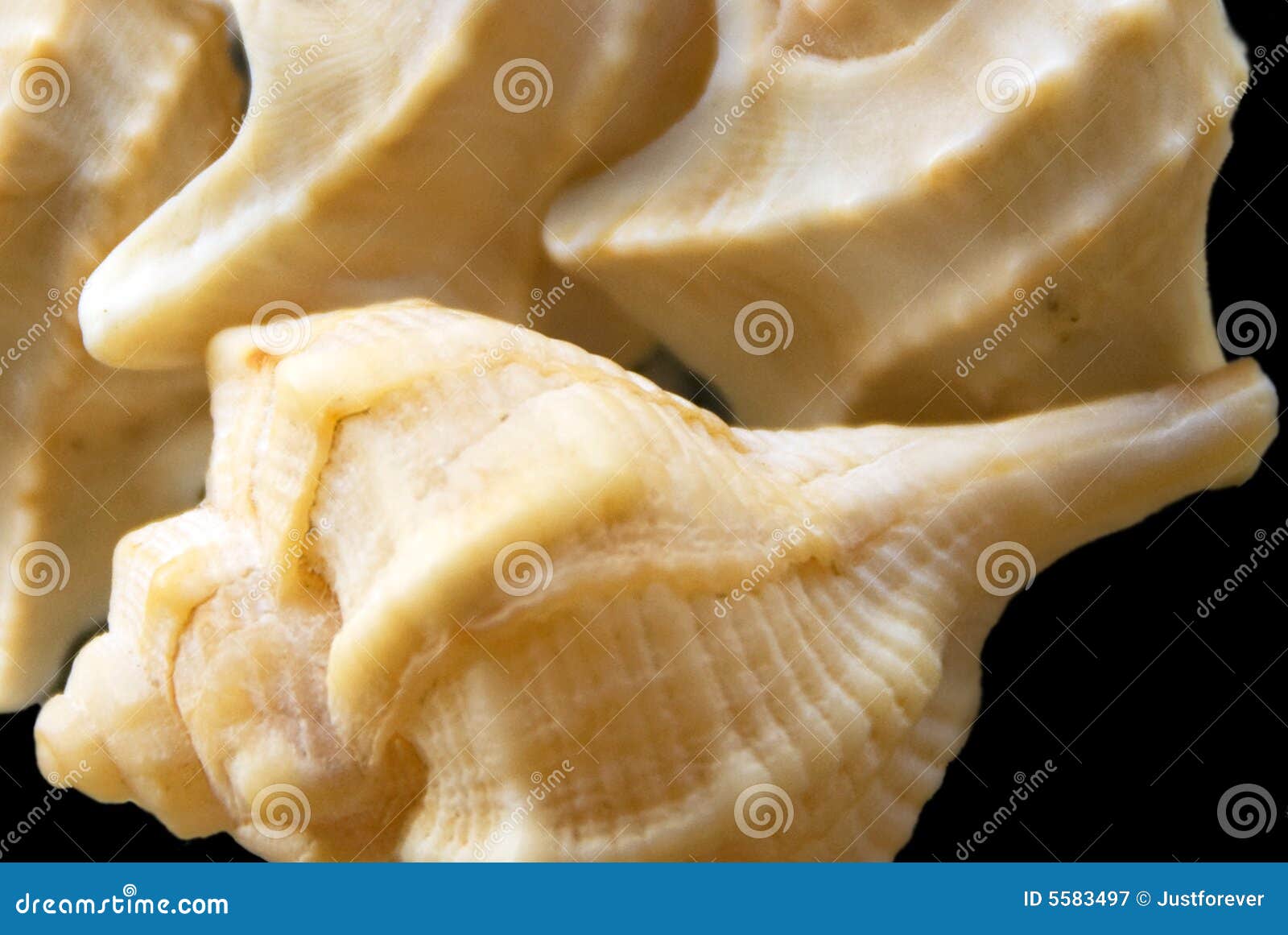 Shelles imagen de archivo. Imagen de costa, granos, coral - 5583497