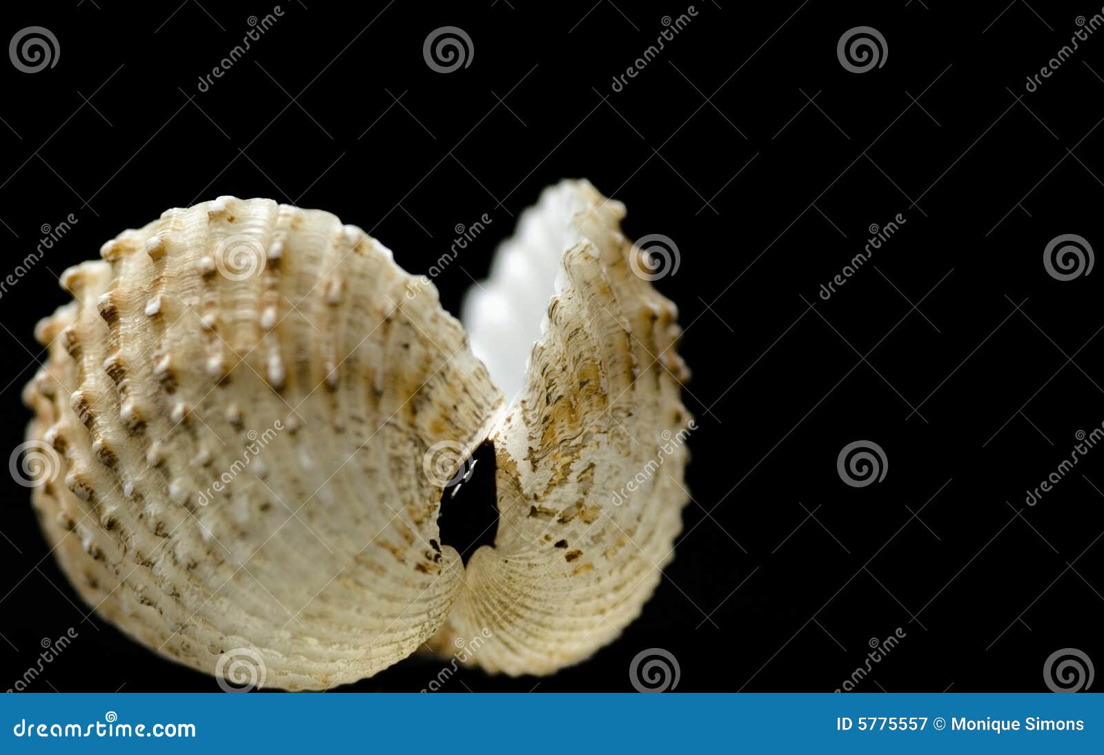 Shelles imagen de archivo. Imagen de color, extracto, recorrido - 5775557