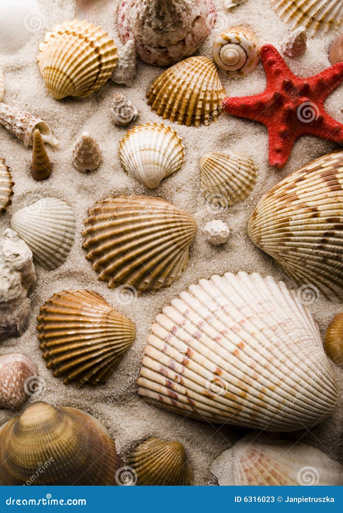 Shelles imagen de archivo. Imagen de estrella, tropical - 6316023