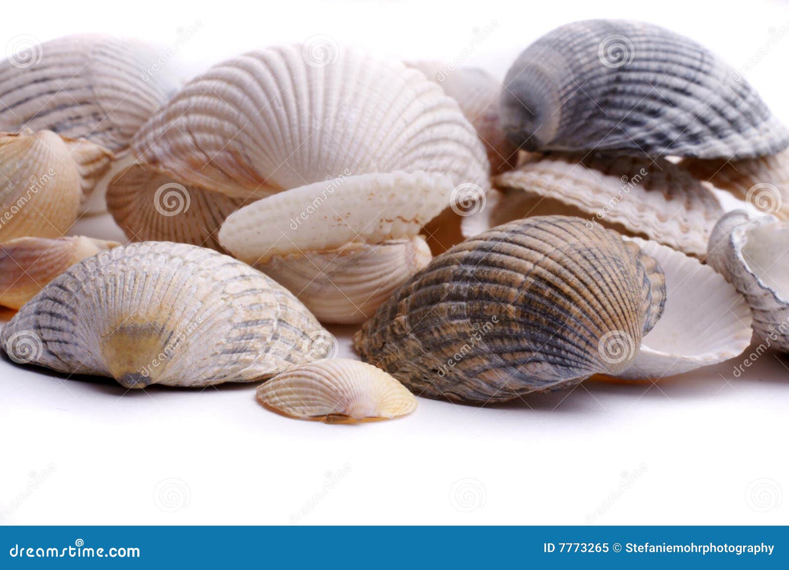 Shelles imagen de archivo. Imagen de detalle, ambiente - 7773265