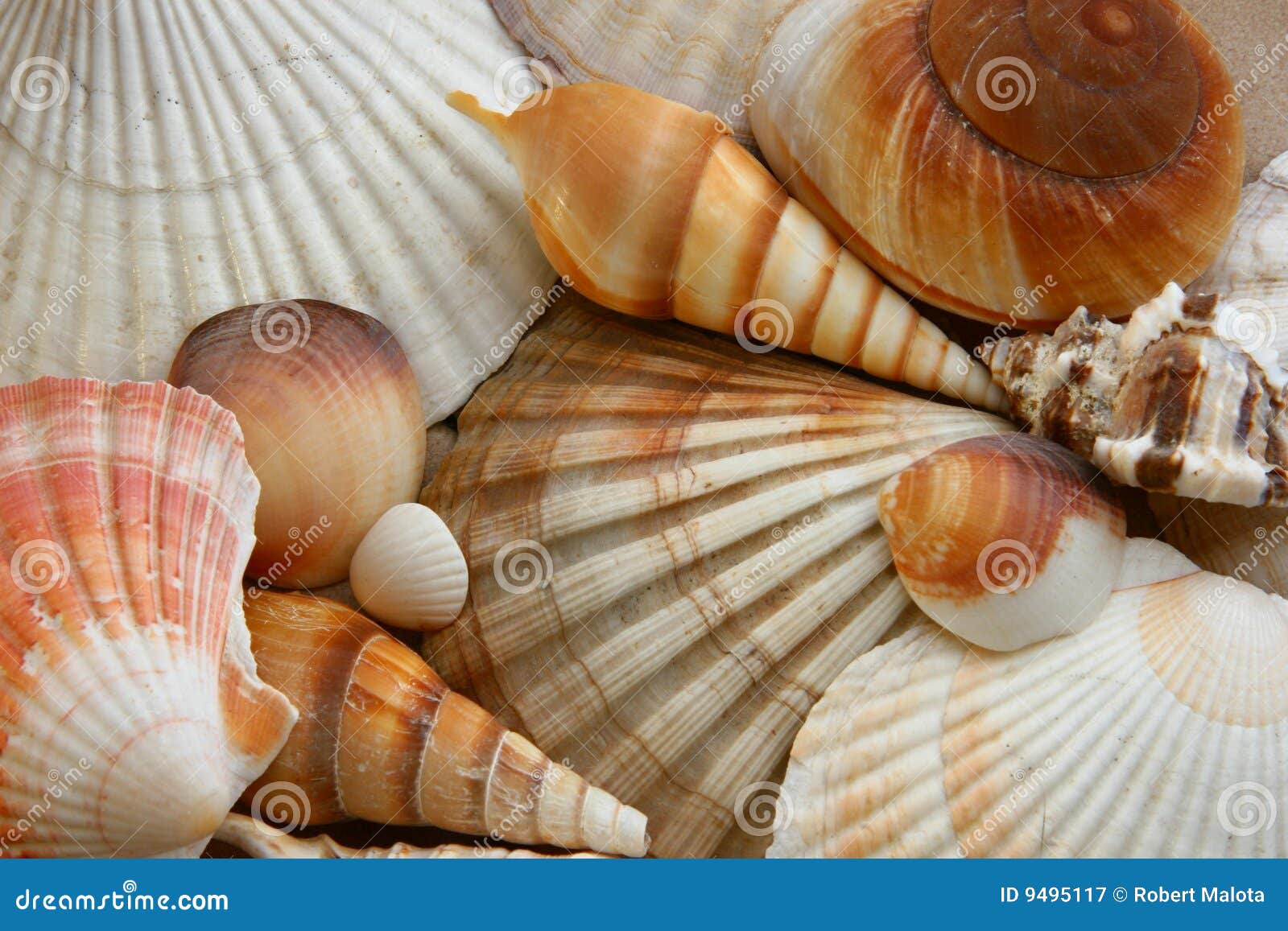 Shelles imagen de archivo. Imagen de fondo, tropical, arena - 9495117