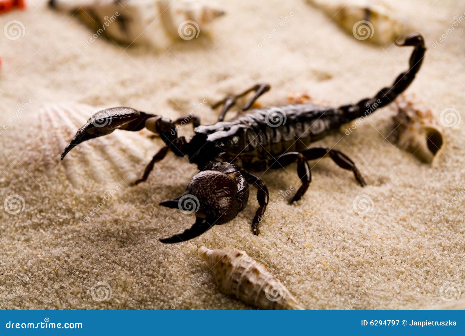 Shelles, arena y escorpión imagen de archivo. Imagen de feroz - 6294797