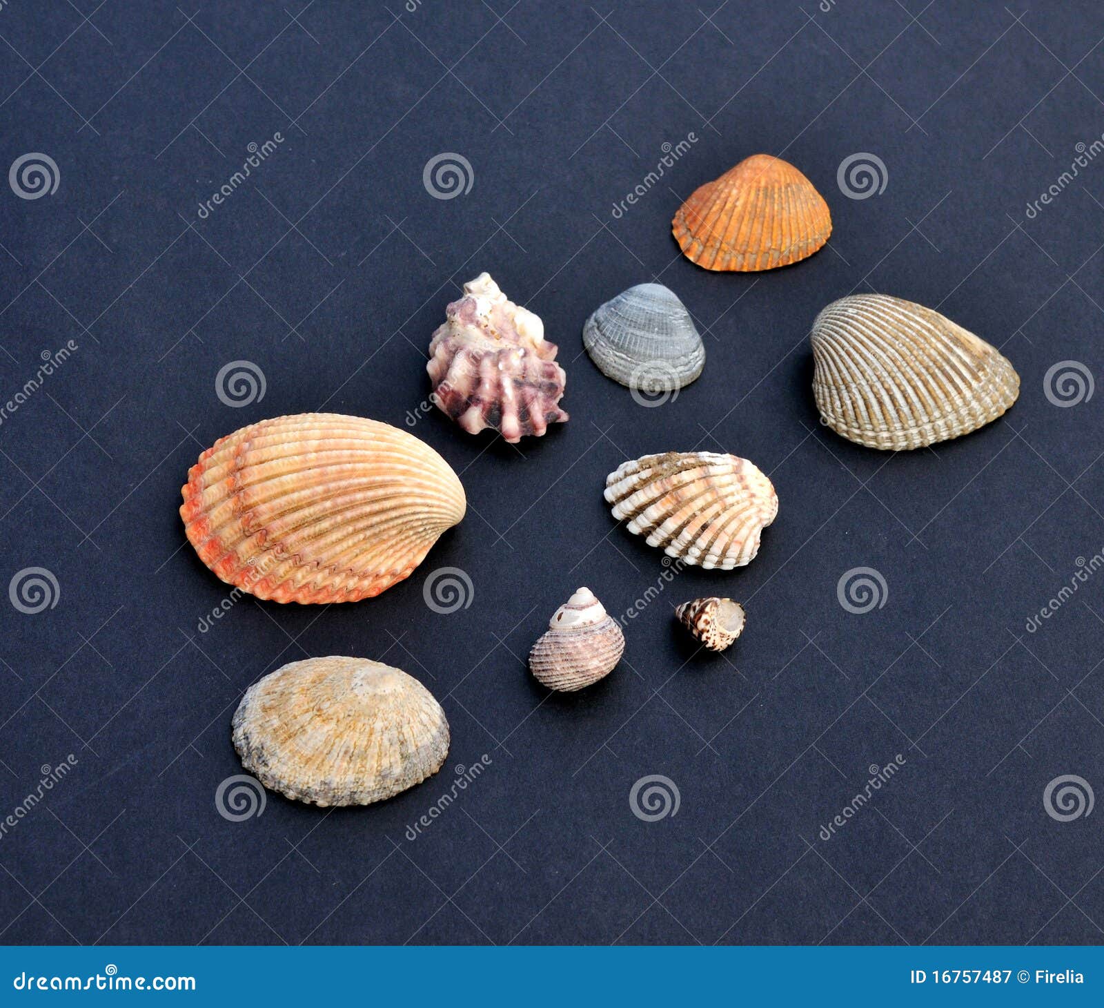 Shelles Clasificados Del Mar Imagen de archivo - Imagen de conjunto ...