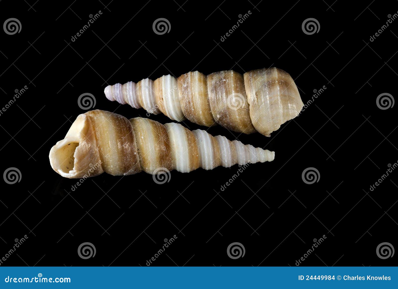 Shelles Communis De Turritella Foto de archivo - Imagen de shelles ...