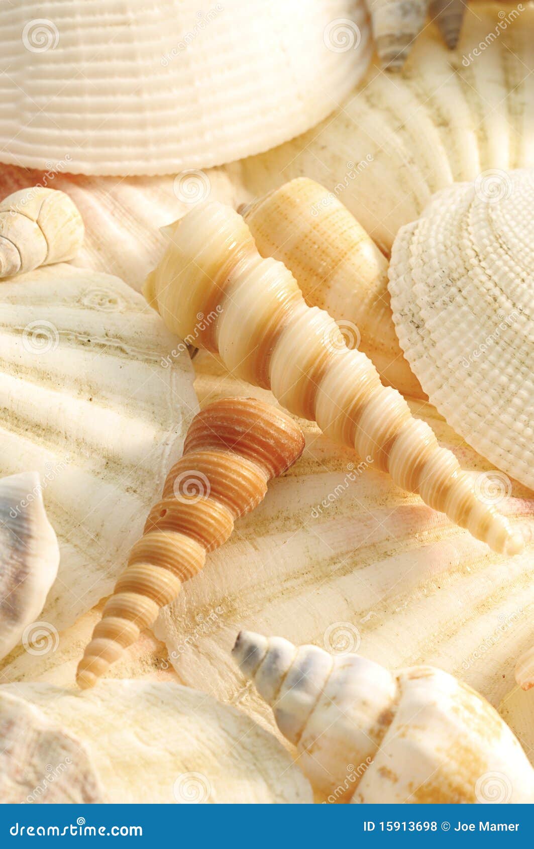 Shelles del mar foto de archivo. Imagen de bivalvo, cantos - 15913698