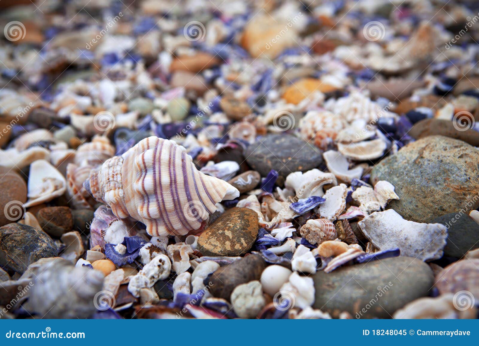 Shelles del mar imagen de archivo. Imagen de rocas, pedazos - 18248045