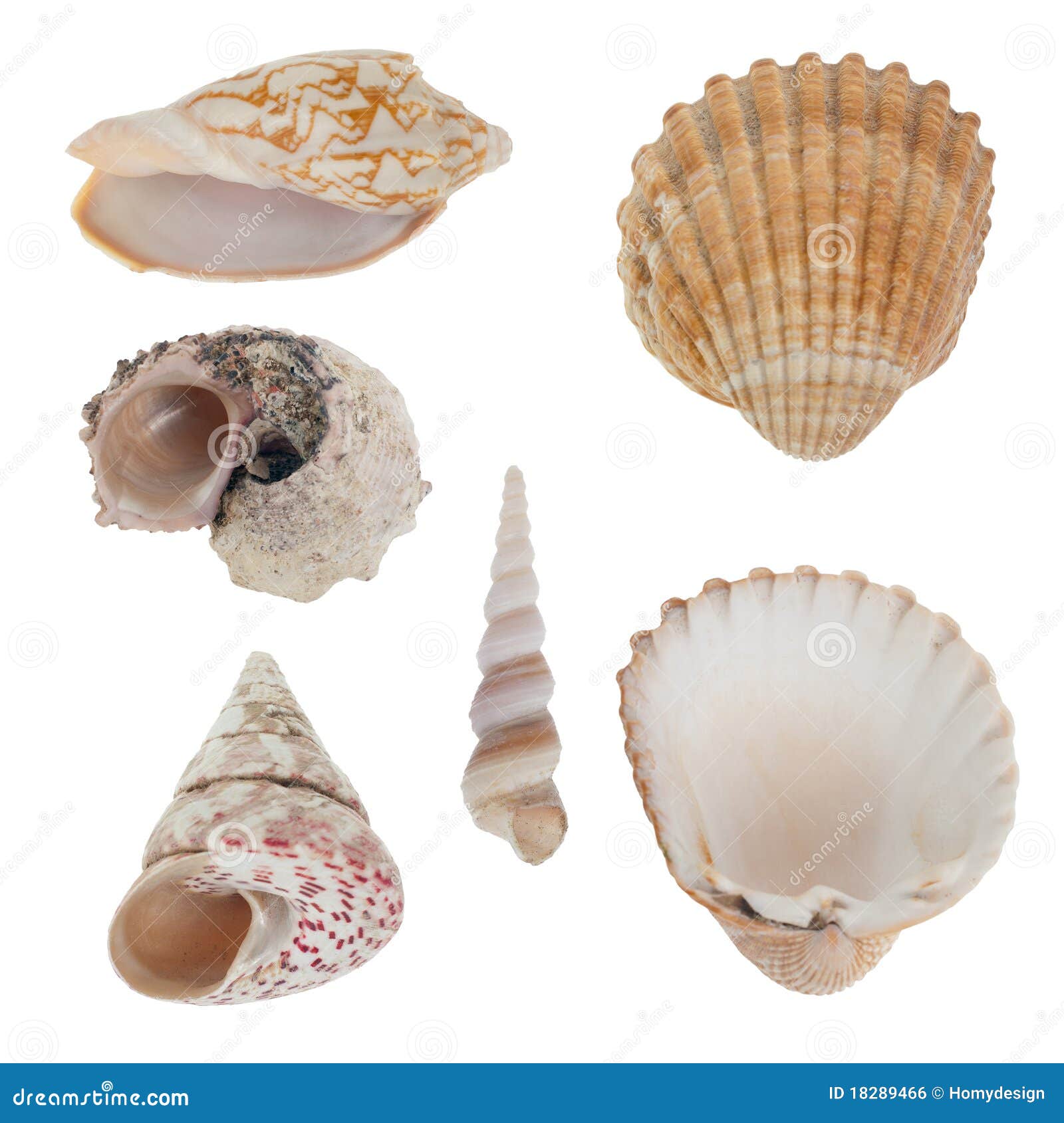 Shelles del mar foto de archivo. Imagen de playa, molusco - 18289466