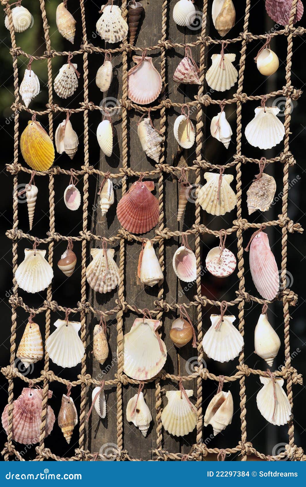 Shelles del mar foto de archivo. Imagen de agua, hallazgo - 22297384