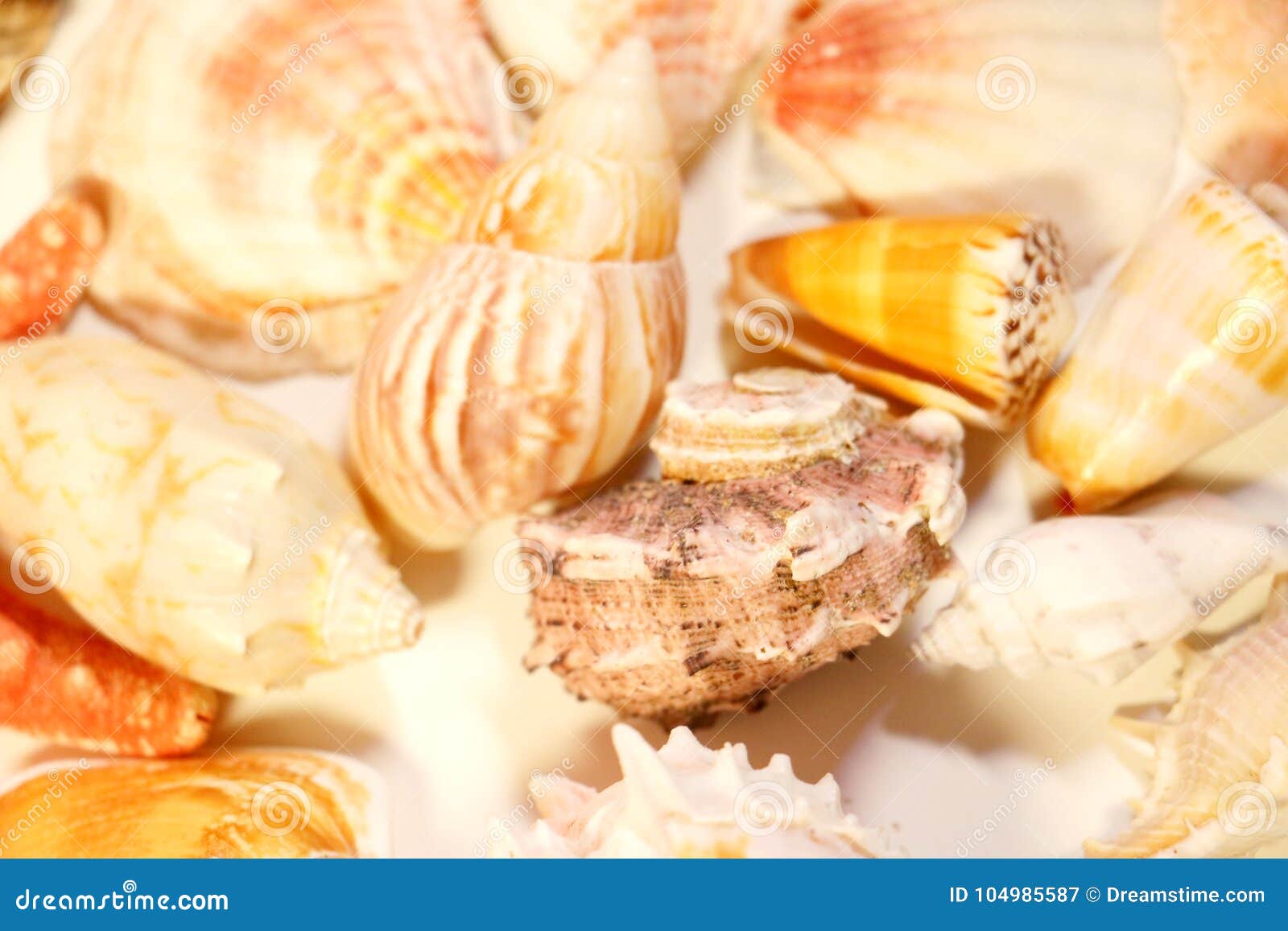 Shelles del mar aislados imagen de archivo. Imagen de colorido - 104985587