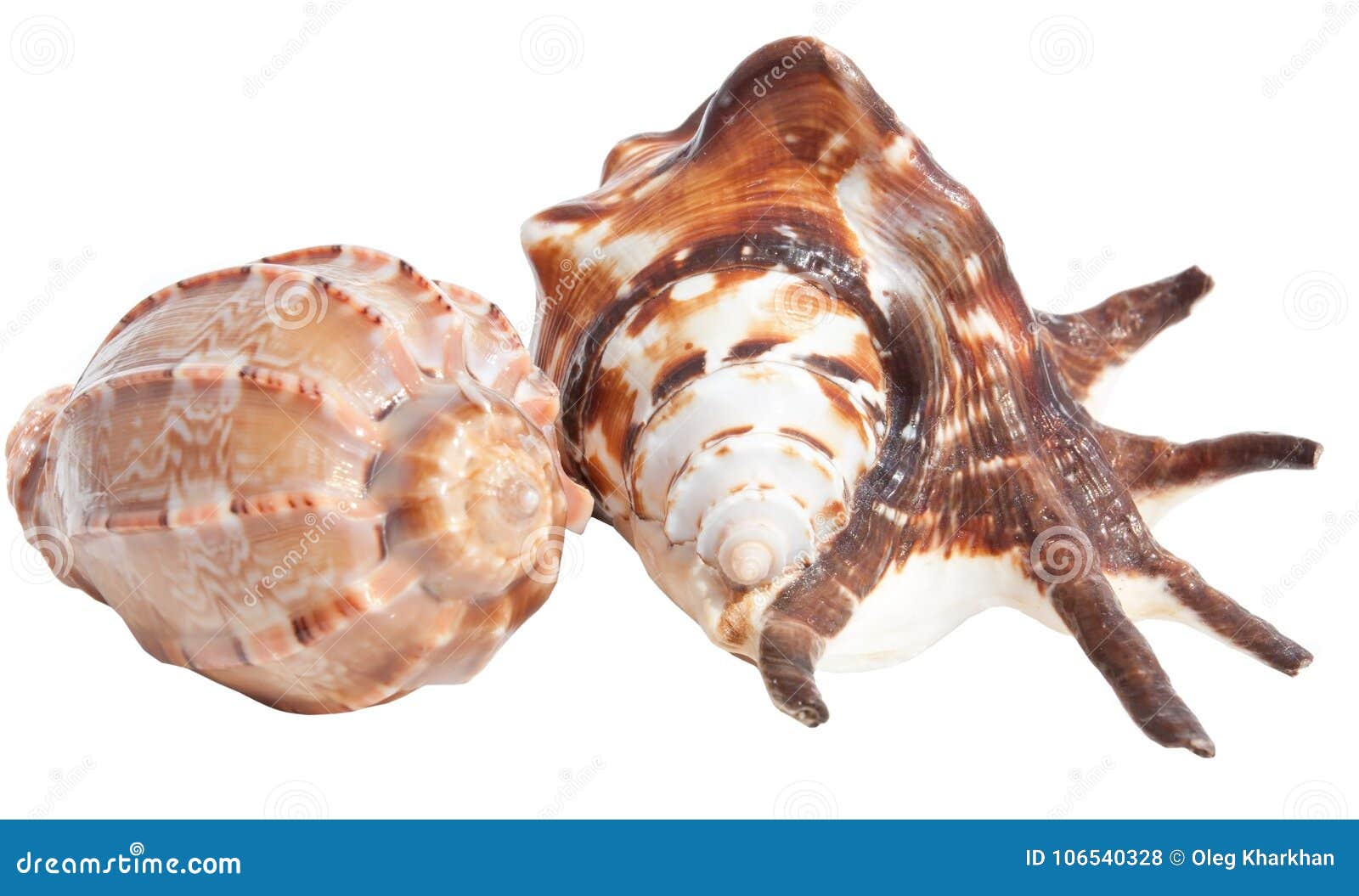 Shelles Del Mar Aislados En El Fondo Blanco Foto de archivo - Imagen de ...