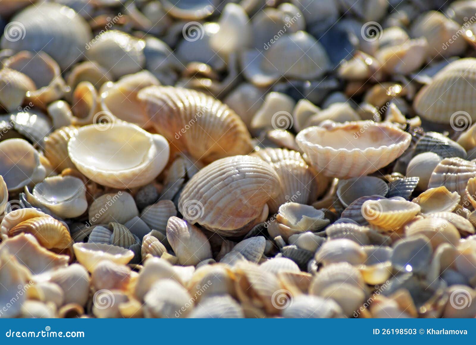 Shelles Del Mar. Costa. Playa Imagen de archivo - Imagen de travieso ...