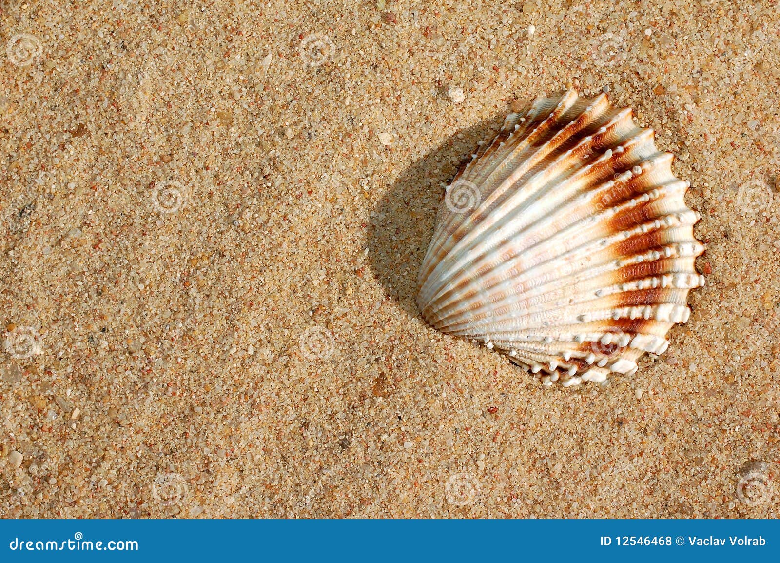 Shelles en la arena foto de archivo. Imagen de playa - 12546468