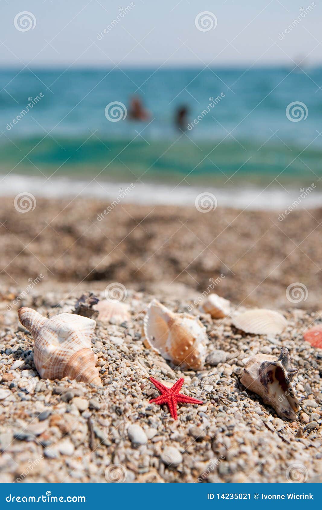 Shelles en la playa imagen de archivo. Imagen de playa - 14235021
