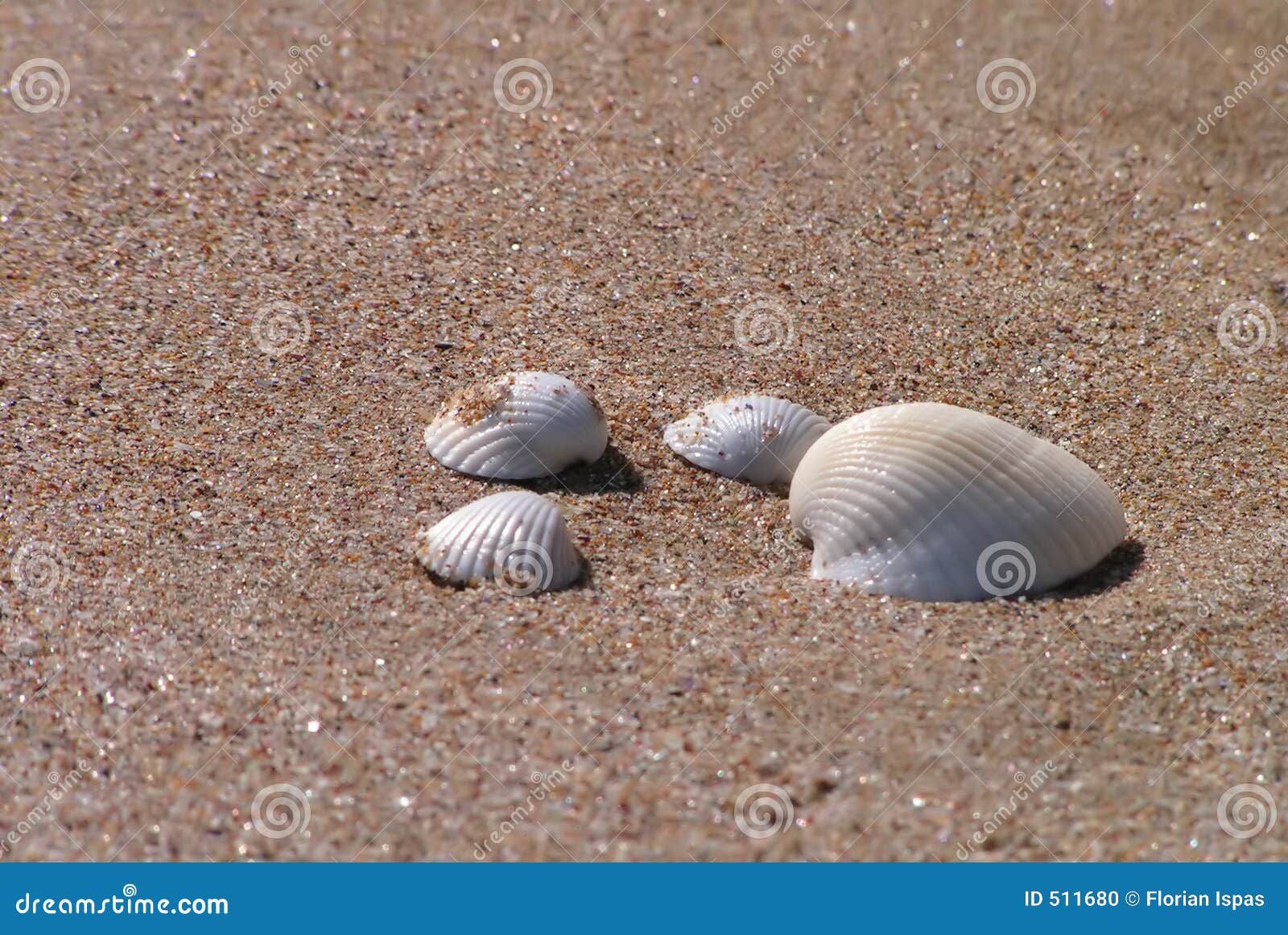 Shelles en la playa foto de archivo. Imagen de hermano - 511680