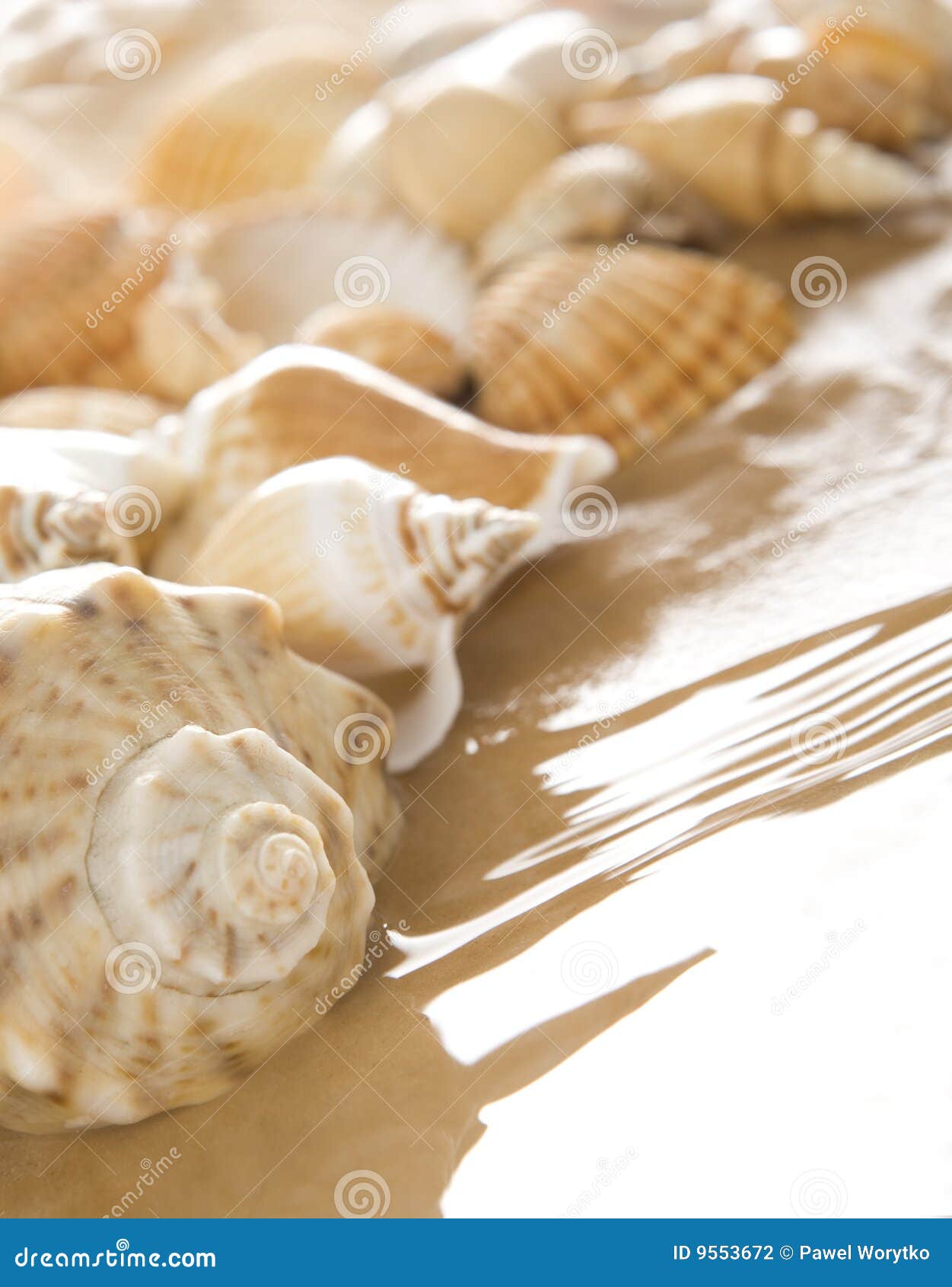 Shelles en la playa foto de archivo. Imagen de océano - 9553672