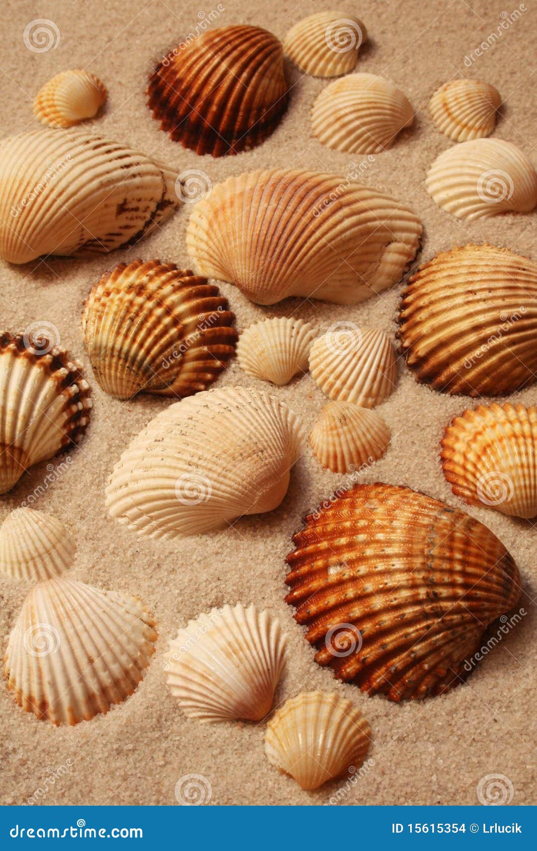 Shelles en una playa foto de archivo. Imagen de conjurar - 15615354