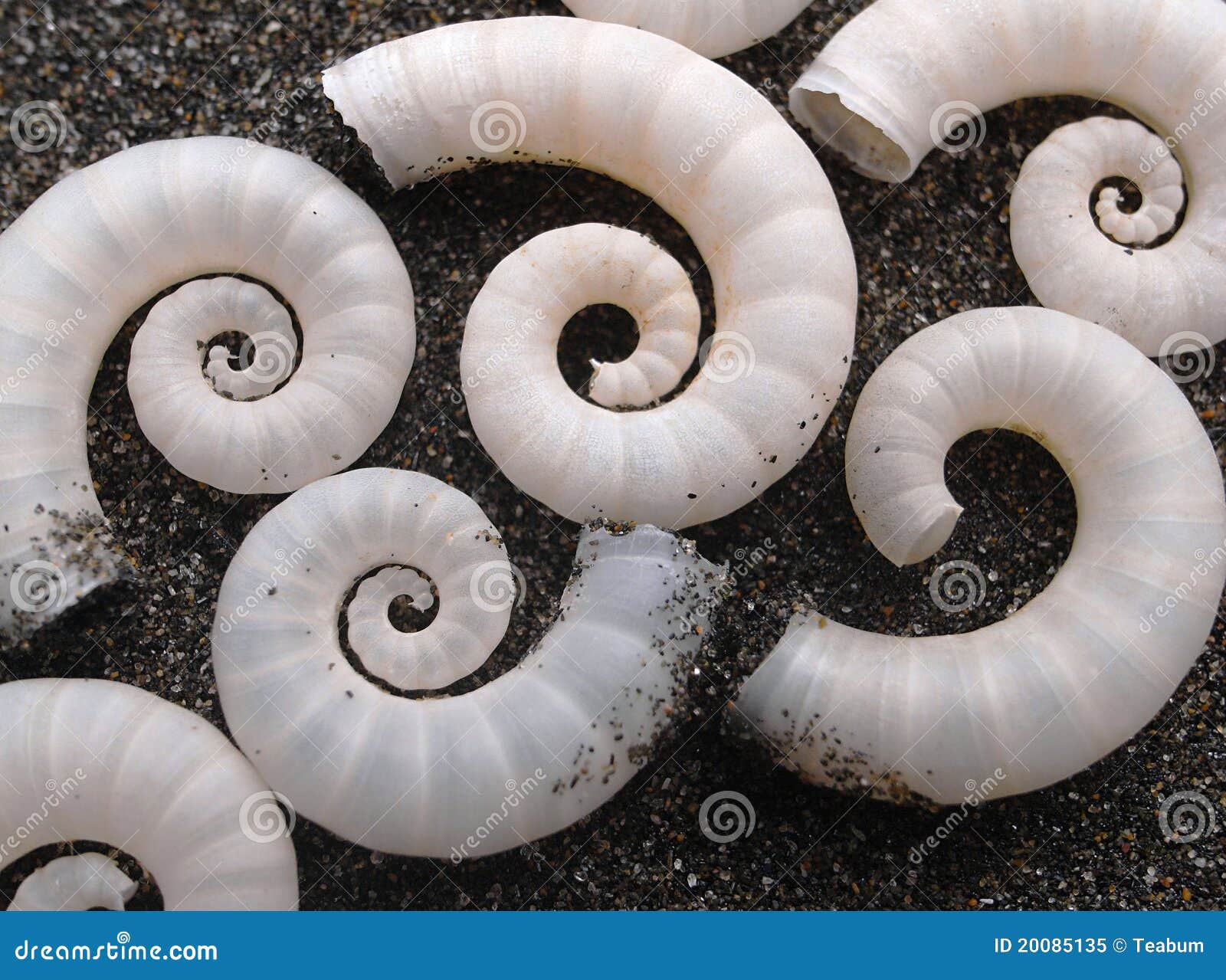 Shelles espirales del mar imagen de archivo. Imagen de nuevo - 20085135