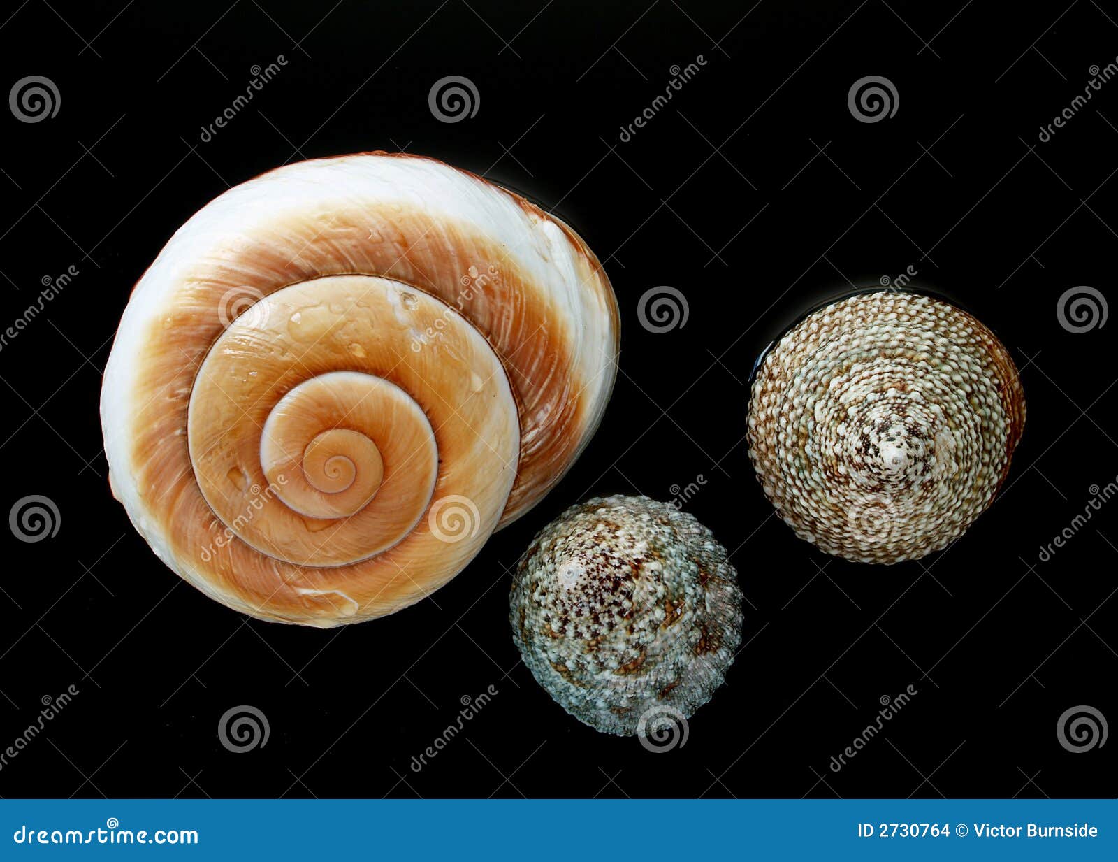 Shelles marinas foto de archivo. Imagen de shelles, formas - 2730764