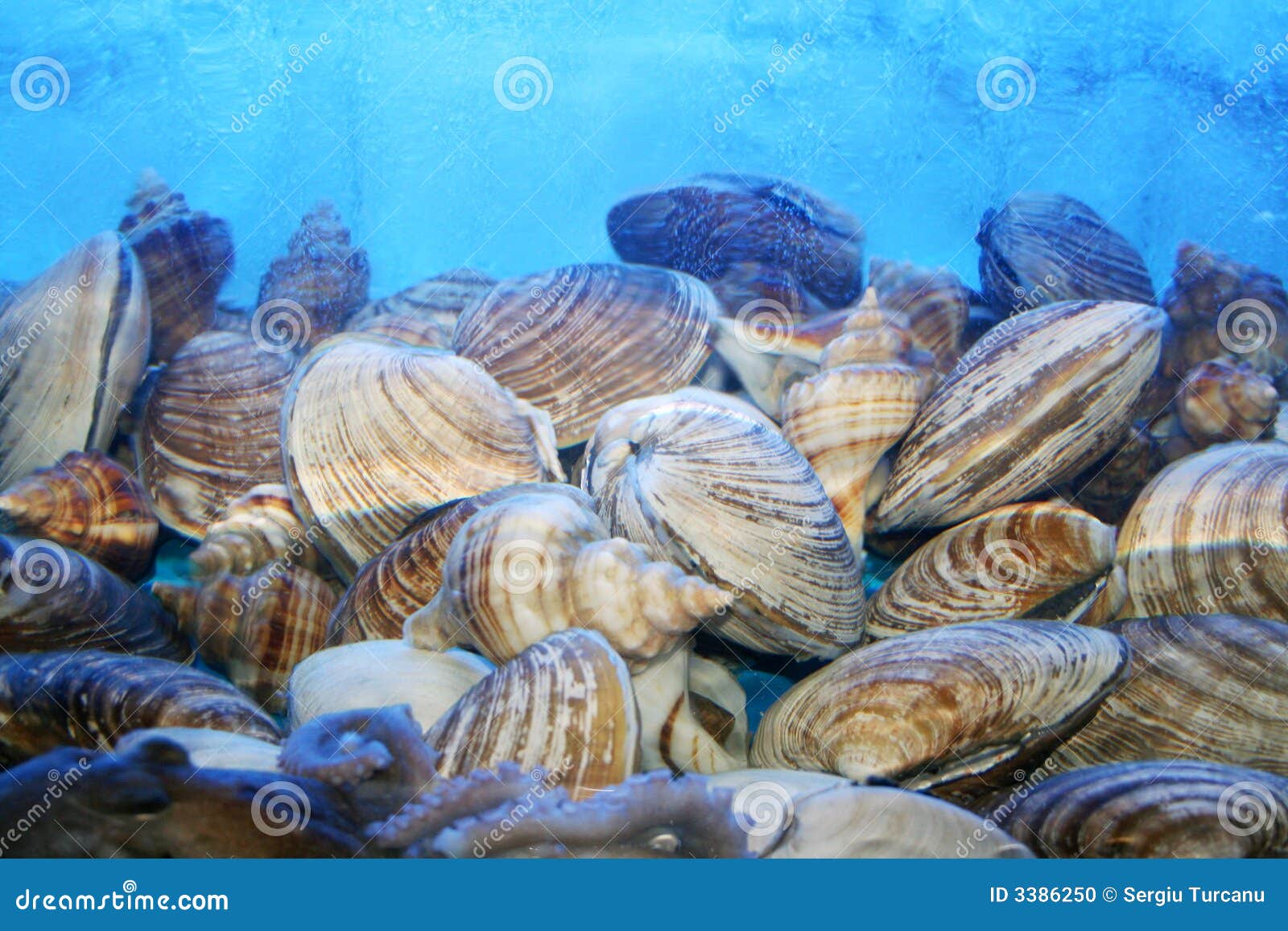 Shelles vivos del mar foto de archivo. Imagen de mariscos - 3386250