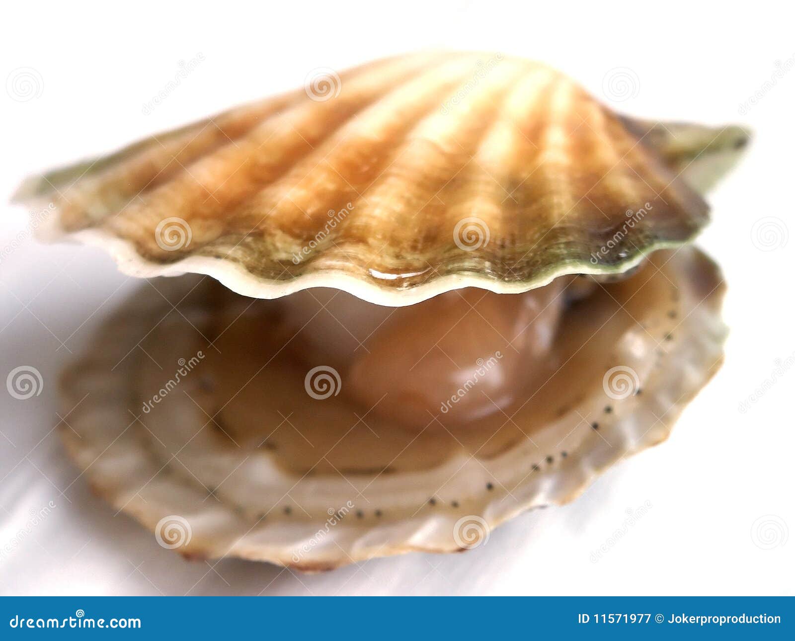 Shellfish stock image. Image of shell, shells, nutrition - 11571977