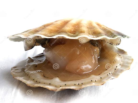 Shellfish stock image. Image of isolated, travel, aqua - 11618893