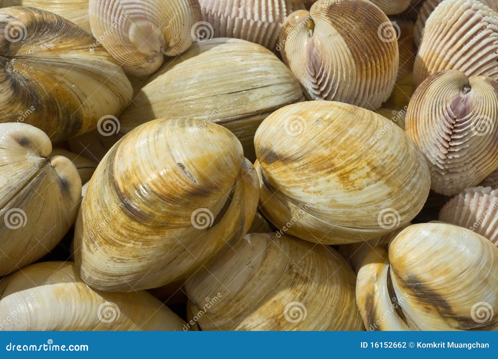 Shellfish stock photo. Image of coast, beautiful, gift - 16152662