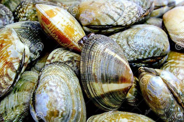 Shellfish stock photo. Image of tropical, food, marine - 18981808