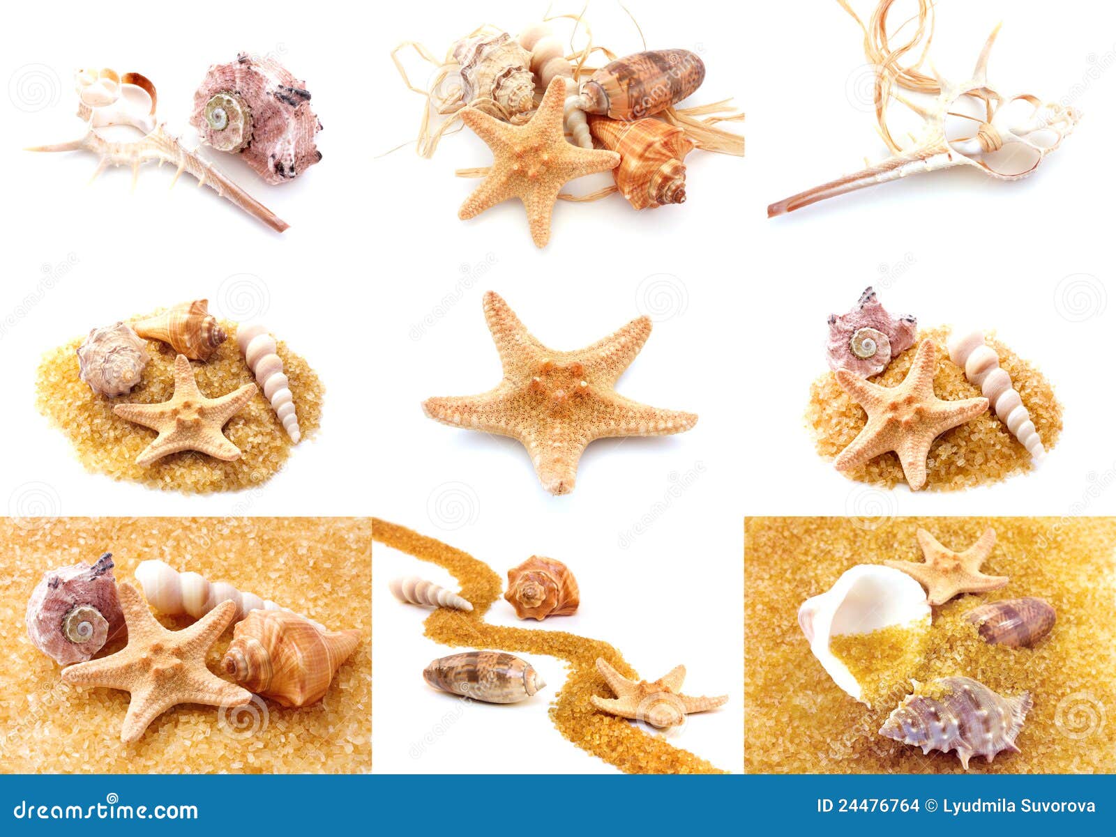 Shellfish stock photo. Image of closeup, assortment, nature - 24476764