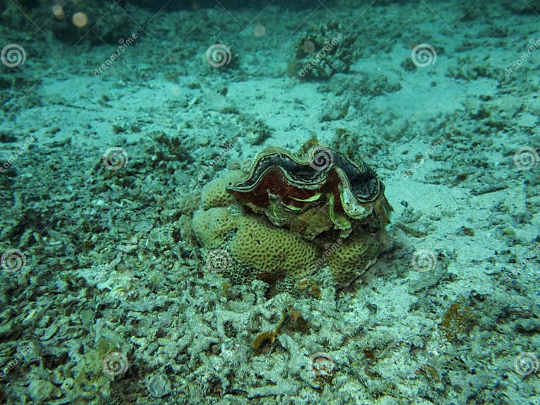 Shellfish stock photo. Image of shellfish, fish, ecosystem - 26500576