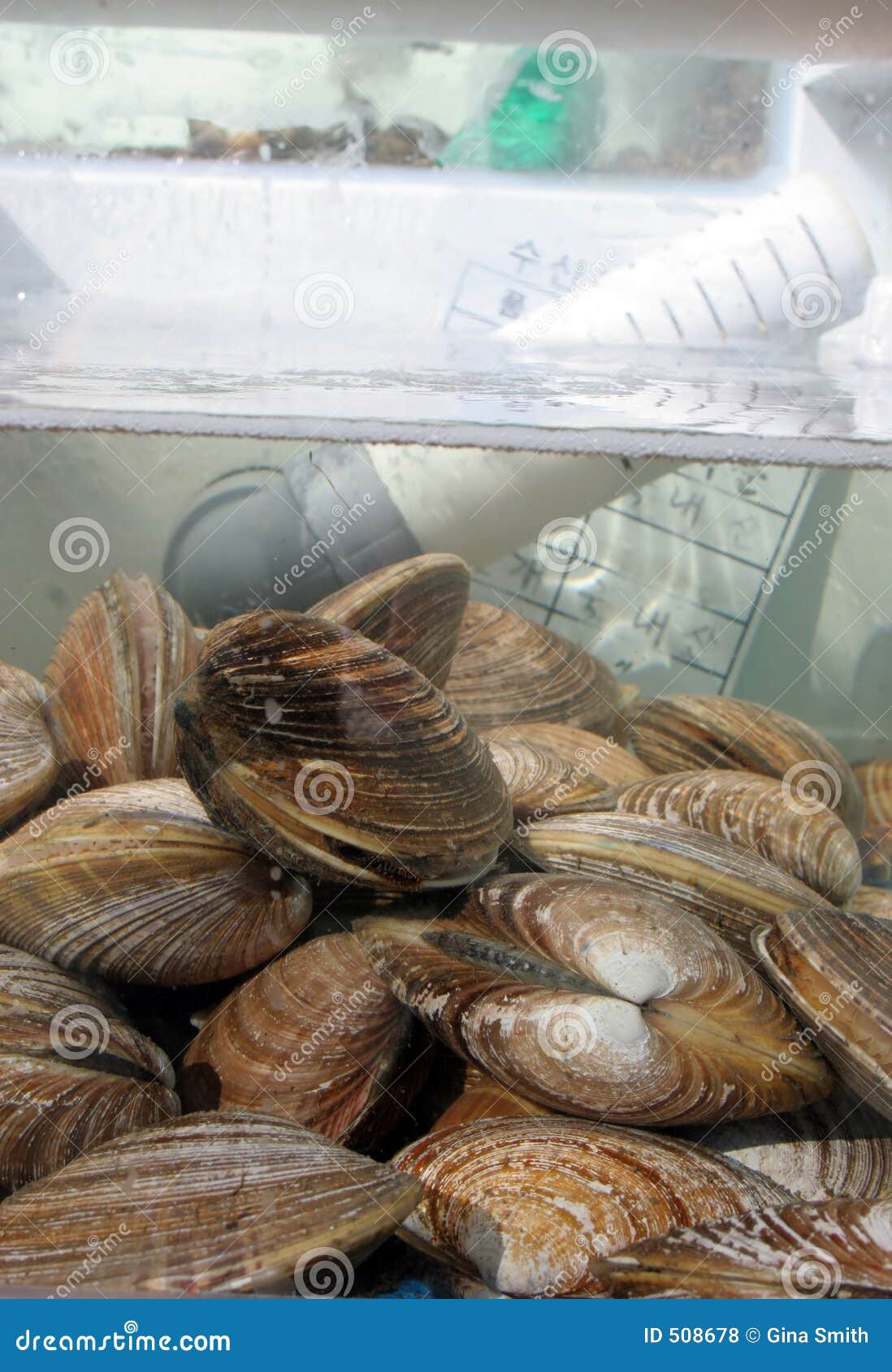Shellfish stock photo. Image of freshwater, appetite, fishing - 508678