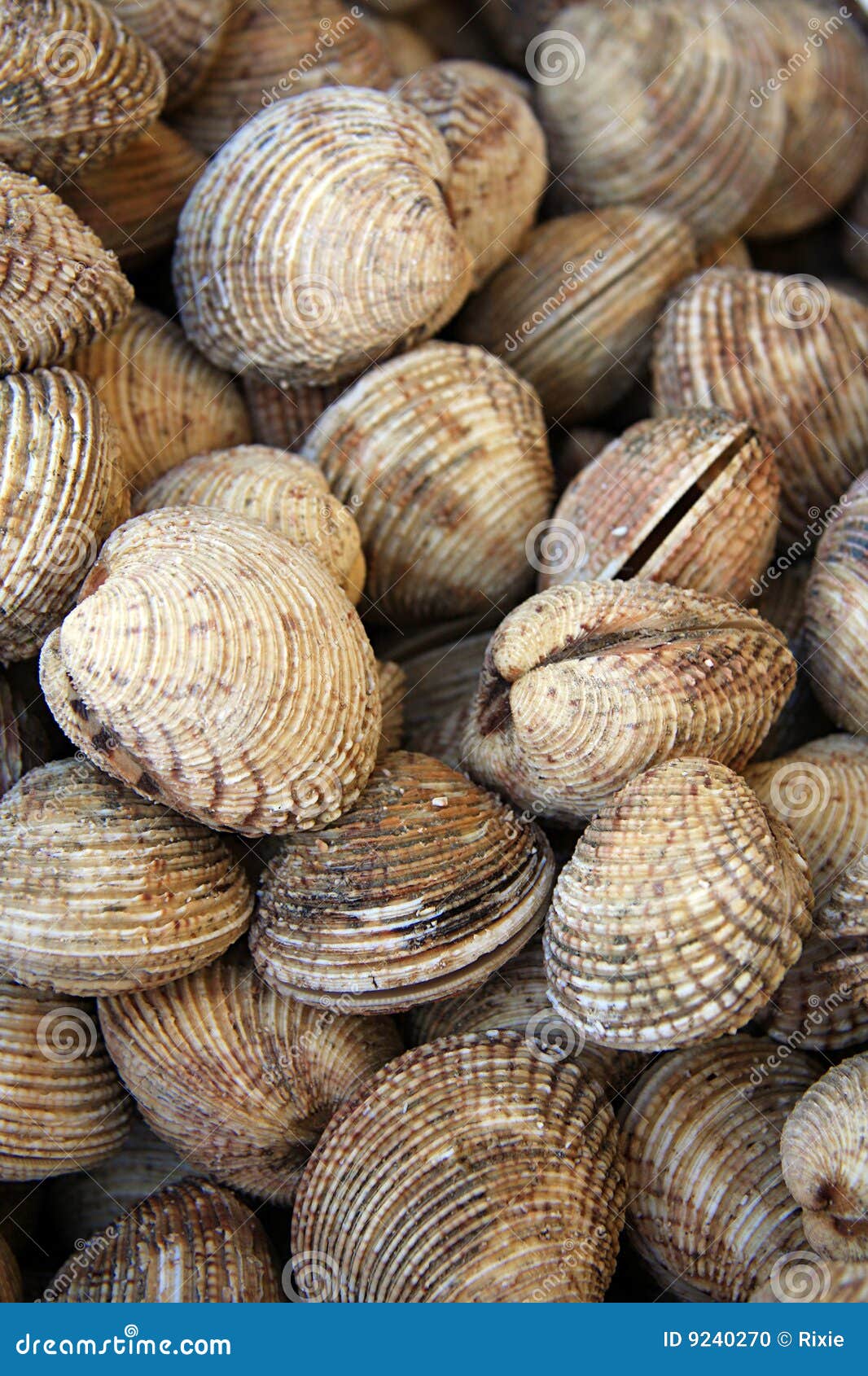 Shellfish stock photo. Image of cook, neck, food, ingredient - 9240270