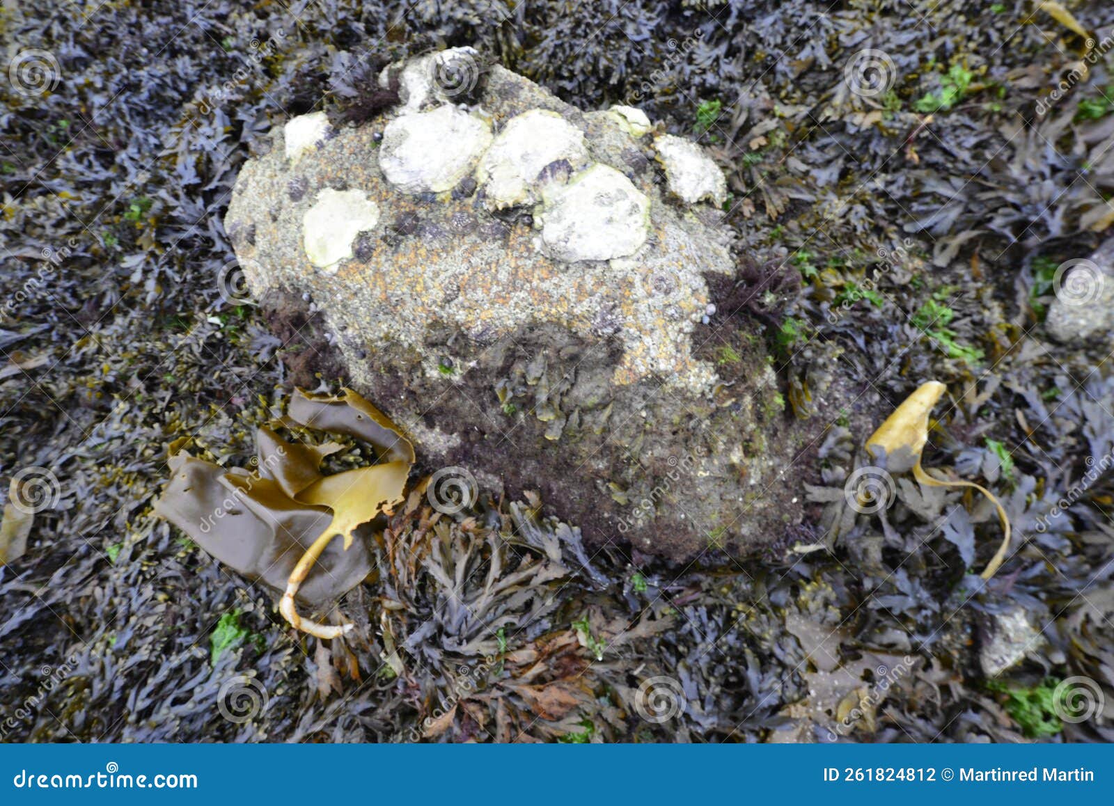 Shellfish and Algae on the Rocks of the Beaches of Galicia Stock Photo ...