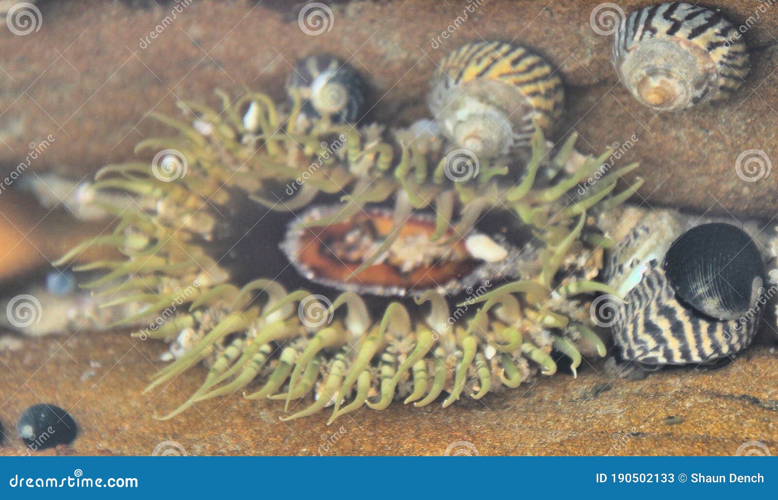 Shellfish and Anemone in a Rockpool at Low Tide Stock Image - Image of ...