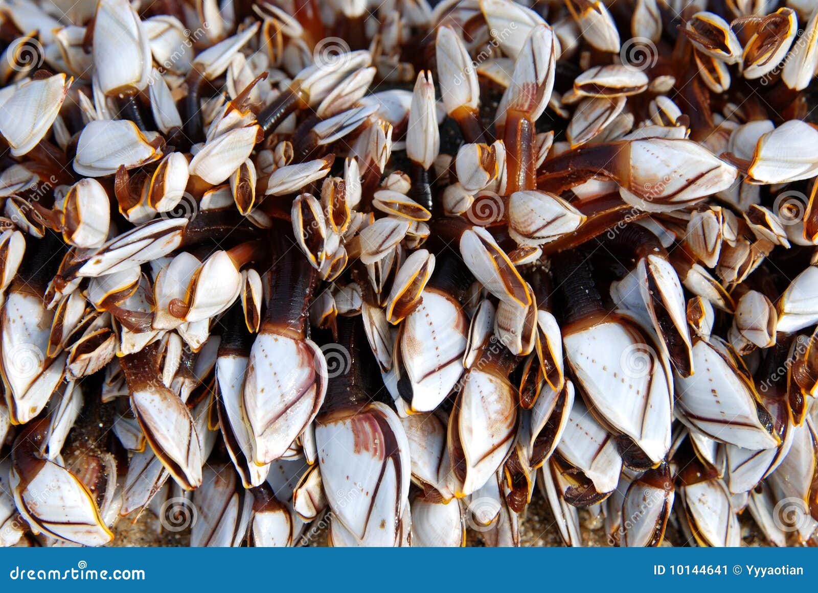 Shellfish aquatic stock image. Image of life, taste, ingredients - 10144641