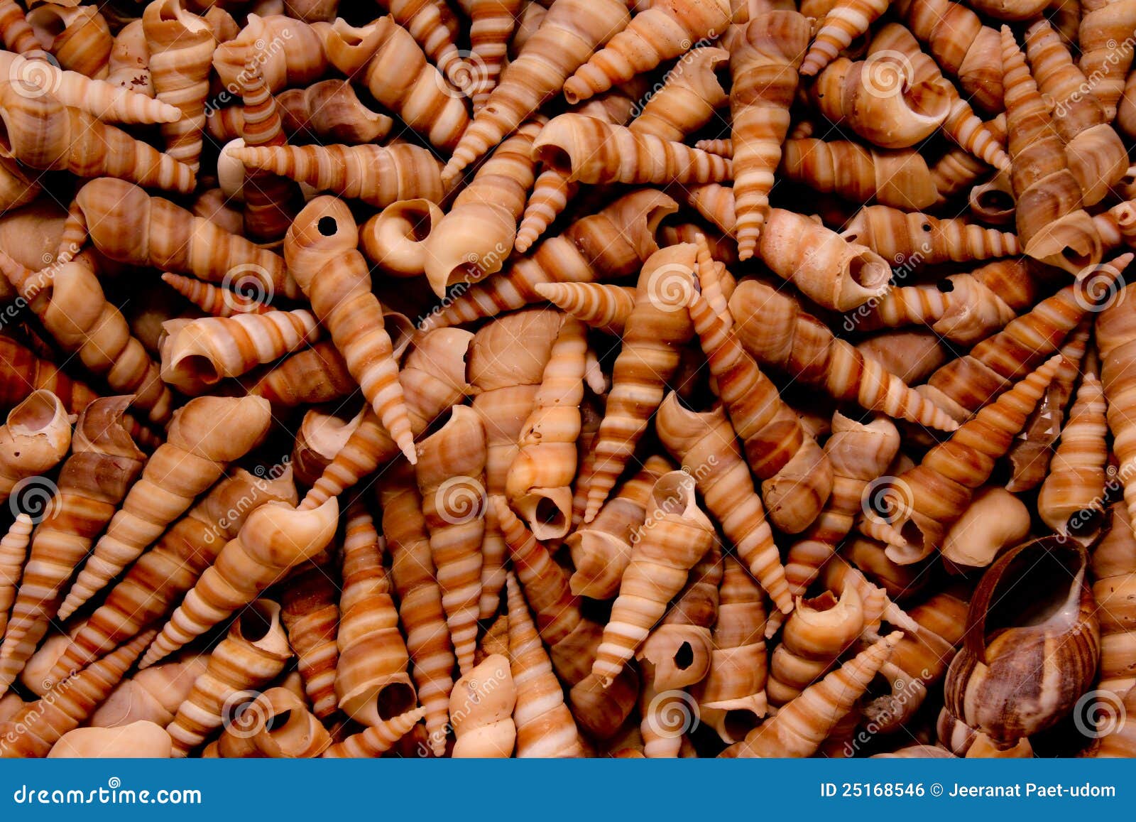 Shellfish Background stock photo. Image of pearl, sign - 25168546