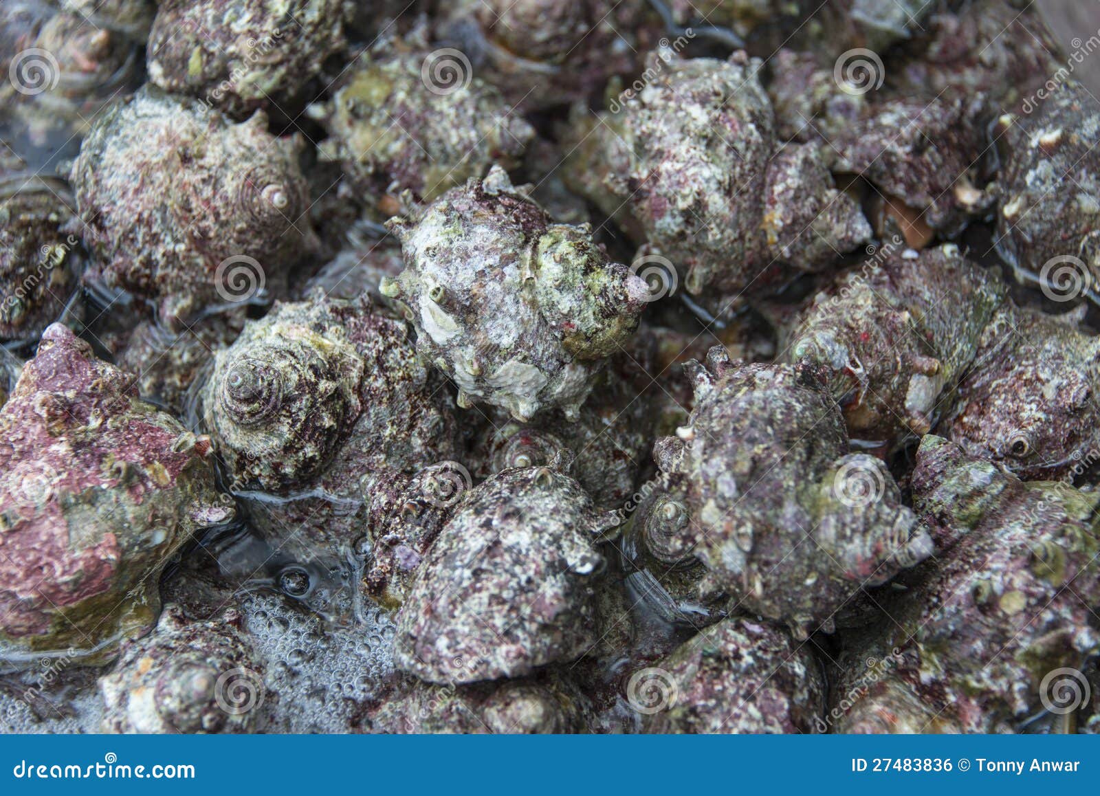 Shellfish Background stock photo. Image of live, aquatic - 27483836