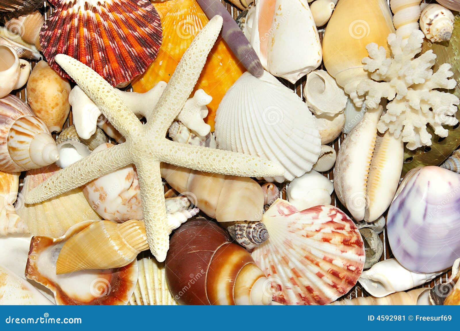 139,157 Shellfish Background Photos - Free & Royalty-Free Stock Photos ...