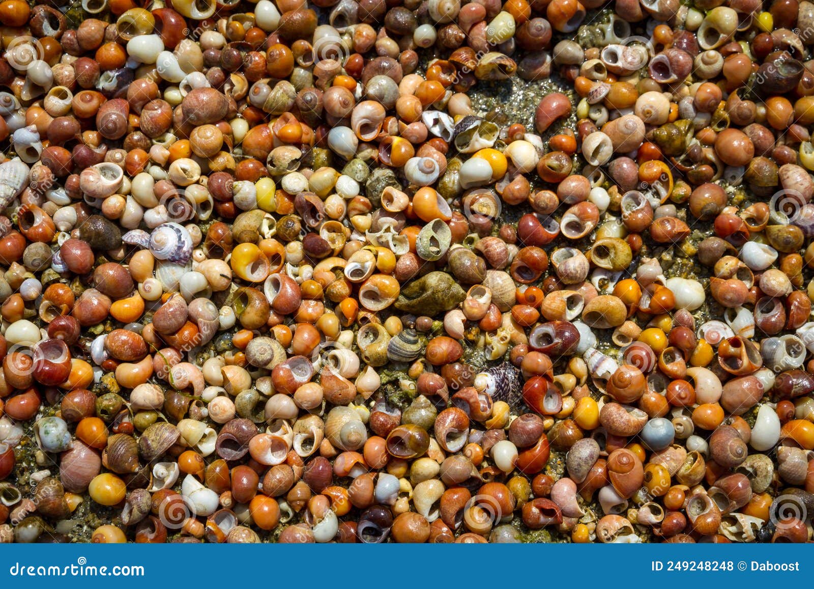 Shellfish Background Texture Stock Photo - Image of ocean, cockle ...