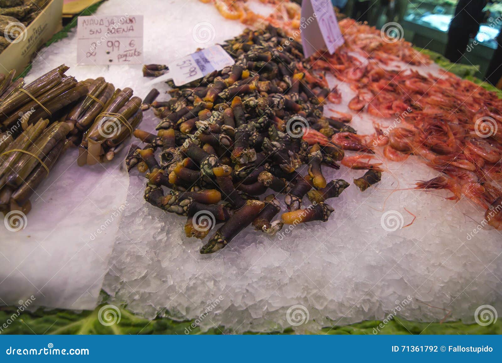 Shellfish; barnacles stock photo. Image of clams, fine - 71361792