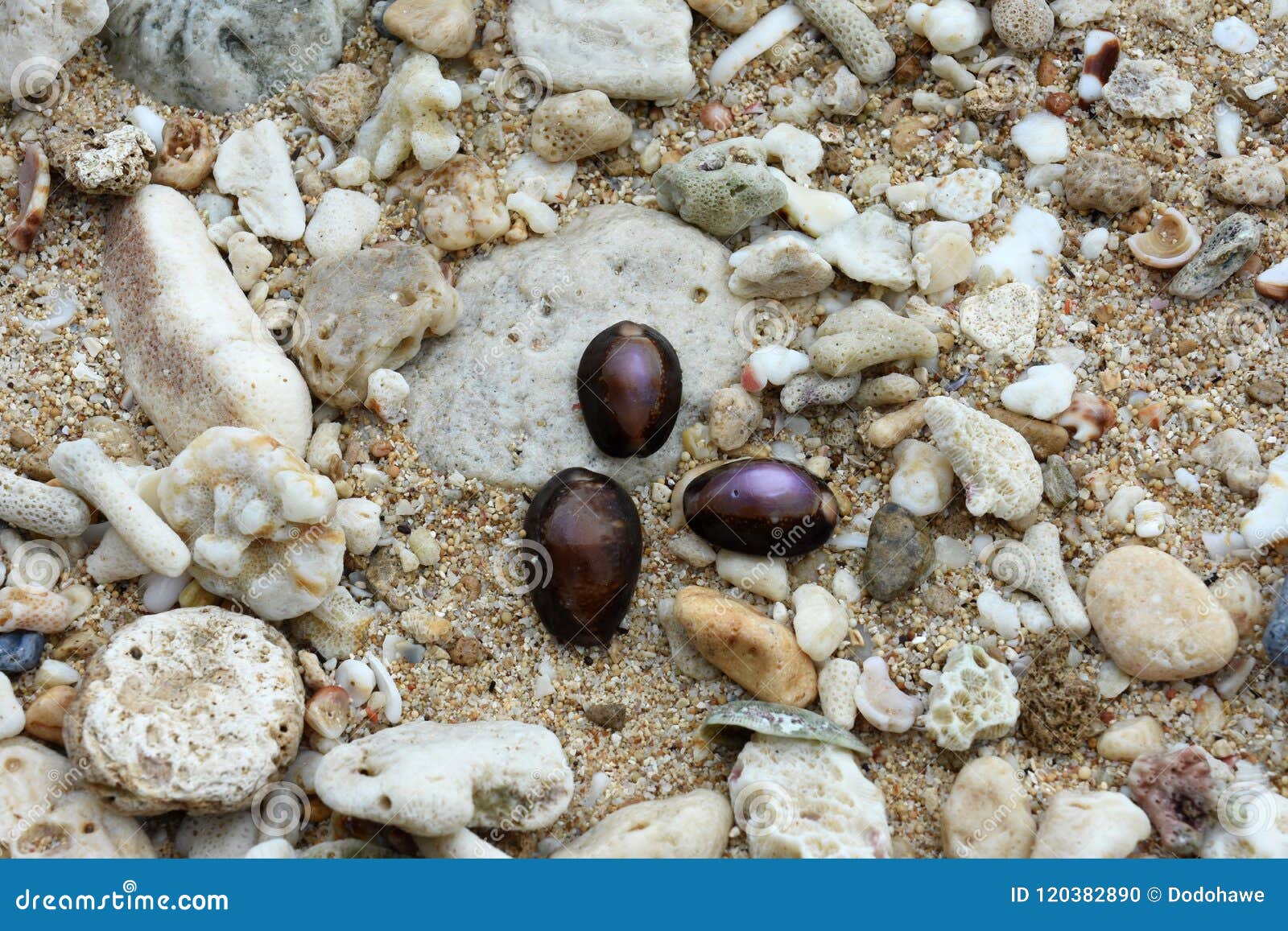 Shellfish on the Beach with a Rock Background Stock Photo - Image of ...