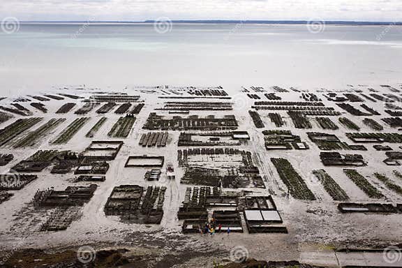 Shellfish Beds on the Coast Stock Image - Image of seaside, area: 23702587