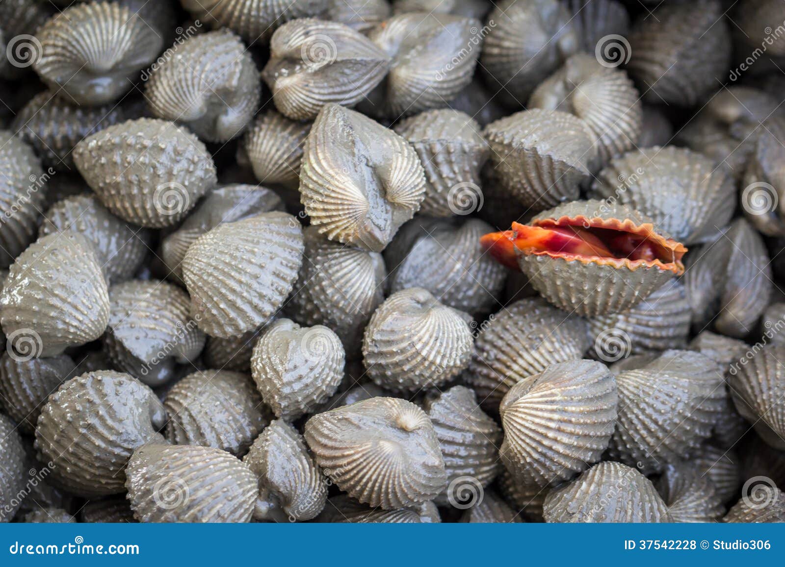 Shellfish stock photo. Image of seafood, market, fish - 37542228